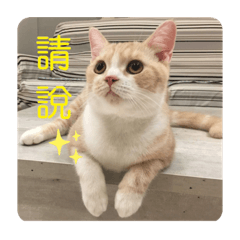 SCB_20191014131055 - LINE スタンプ | LINE STORE