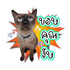 Vanda Mycat – LINE stickers | LINE STORE