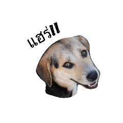 chaboo_20191022190401 – LINE stickers | LINE STORE