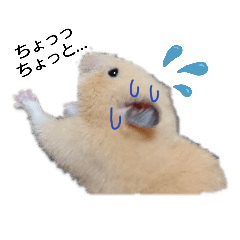 Hamster Hawk – LINE 스티커 | LINE STORE