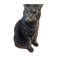 sava to pure – LINE stickers | LINE STORE