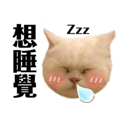 Cat_PP – LINE stickers | LINE STORE