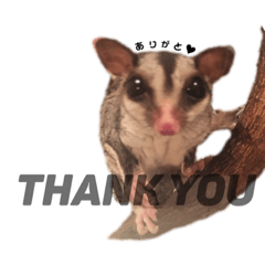 momo chan momonga – LINE stickers | LINE STORE