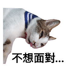 dingo cat – LINE stickers | LINE STORE