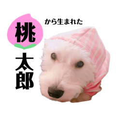 MOMOmom_20191105160547 – LINE stickers | LINE STORE