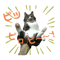 beko_CAT – LINE貼圖 | LINE STORE