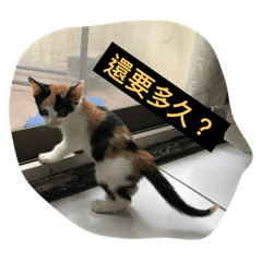 Meng_20191114184611 - Stiker LINE | LINE STORE