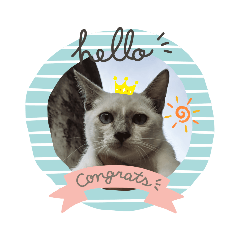 mewo_20191119205844 – LINE stickers | LINE STORE