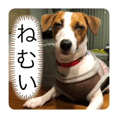 Rina_20191118215259 - Stiker LINE | LINE STORE