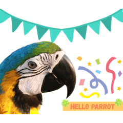 Hello Parrot_20191121104540 – LINE stickers | LINE STORE