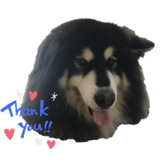 Cody Daily Life - Stiker LINE | LINE STORE