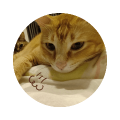 Leo & Coco twin cats – LINE stickers | LINE STORE