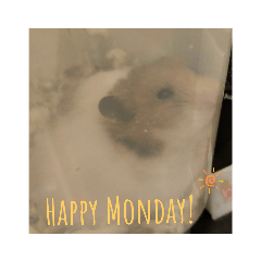 polar hamster : daily life – LINE stickers | LINE STORE