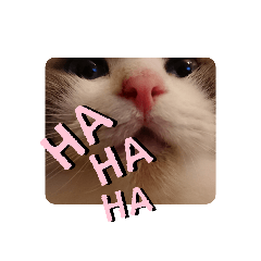 Yoco._20191127223415 - Stiker LINE | LINE STORE