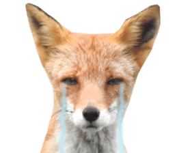 Ezo red fox | Yabe-LINE貼圖代購 | 台灣No.1，最便宜高效率的代購網