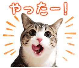 Mischievous cat Suzume | Yabe-LINE貼圖代購 | 台灣No.1，最便宜高效率的代購網