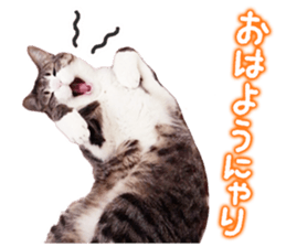 Mischievous cat Suzume | Yabe-LINE貼圖代購 | 台灣No.1，最便宜高效率的代購網