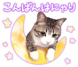 Mischievous cat Suzume | Yabe-LINE貼圖代購 | 台灣No.1，最便宜高效率的代購網