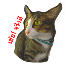 p'mark the cat cute | Yabe-LINE貼圖代購 | 台灣No.1，最便宜高效率的代購網