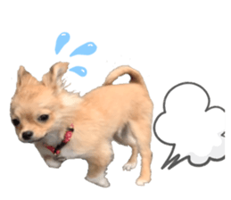 Cimba!!_20200322212929 | Yabe-LINE貼圖代購 | 台灣No.1，最便宜高效率的代購網