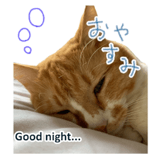 Chatora cats | Yabe-LINE貼圖代購 | 台灣No.1，最便宜高效率的代購網