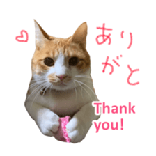 Chatora cats | Yabe-LINE貼圖代購 | 台灣No.1，最便宜高效率的代購網