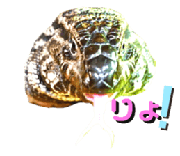 exotic_animal | Yabe-LINE貼圖代購 | 台灣No.1，最便宜高效率的代購網