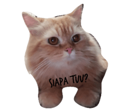 kucing sewel | Yabe-LINE貼圖代購 | 台灣No.1，最便宜高效率的代購網