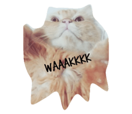 kucing sewel | Yabe-LINE貼圖代購 | 台灣No.1，最便宜高效率的代購網