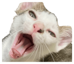 Cat mashu | Yabe-LINE貼圖代購 | 台灣No.1，最便宜高效率的代購網