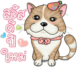 Toffy cat_New year | Yabe-LINE貼圖代購 | 台灣No.1，最便宜高效率的代購網