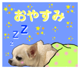 Smooth Chihuahua Liah | Yabe-LINE貼圖代購 | 台灣No.1，最便宜高效率的代購網