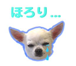 Smooth Chihuahua Liah | Yabe-LINE貼圖代購 | 台灣No.1，最便宜高效率的代購網