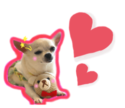 Smooth Chihuahua Liah | Yabe-LINE貼圖代購 | 台灣No.1，最便宜高效率的代購網