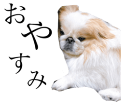 masako family no life style | Yabe-LINE貼圖代購 | 台灣No.1，最便宜高效率的代購網