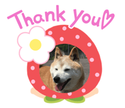 merucochan | Yabe-LINE貼圖代購 | 台灣No.1，最便宜高效率的代購網