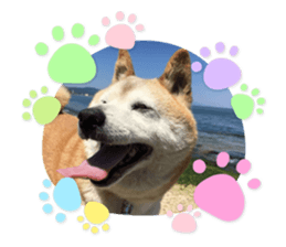 merucochan | Yabe-LINE貼圖代購 | 台灣No.1，最便宜高效率的代購網