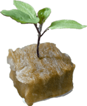 EATEN EGGPLANT | Yabe-LINE貼圖代購 | 台灣No.1，最便宜高效率的代購網