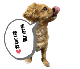 my dog,lizard and rabbit | Yabe-LINE貼圖代購 | 台灣No.1，最便宜高效率的代購網