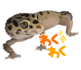 my dog,lizard and rabbit | Yabe-LINE貼圖代購 | 台灣No.1，最便宜高效率的代購網