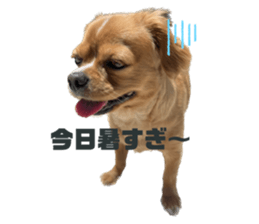 my dog,lizard and rabbit | Yabe-LINE貼圖代購 | 台灣No.1，最便宜高效率的代購網