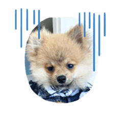 Hachikun v.1 | Yabe-LINE貼圖代購 | 台灣No.1，最便宜高效率的代購網