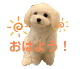 momo_Maltese | Yabe-LINE貼圖代購 | 台灣No.1，最便宜高效率的代購網