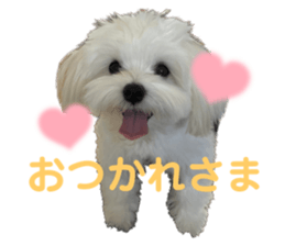momo_Maltese | Yabe-LINE貼圖代購 | 台灣No.1，最便宜高效率的代購網