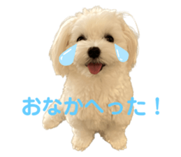 momo_Maltese | Yabe-LINE貼圖代購 | 台灣No.1，最便宜高效率的代購網