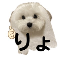 momo_Maltese | Yabe-LINE貼圖代購 | 台灣No.1，最便宜高效率的代購網