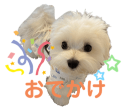 momo_Maltese | Yabe-LINE貼圖代購 | 台灣No.1，最便宜高效率的代購網