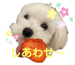 momo_Maltese | Yabe-LINE貼圖代購 | 台灣No.1，最便宜高效率的代購網