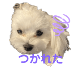 momo_Maltese | Yabe-LINE貼圖代購 | 台灣No.1，最便宜高效率的代購網