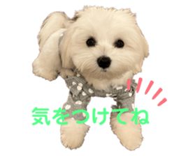 momo_Maltese | Yabe-LINE貼圖代購 | 台灣No.1，最便宜高效率的代購網